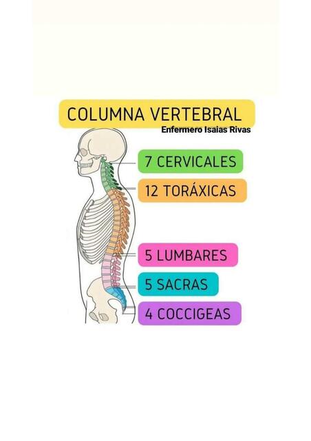 Columna Vertebral | Enfermero Isaias Rivas | uDocz