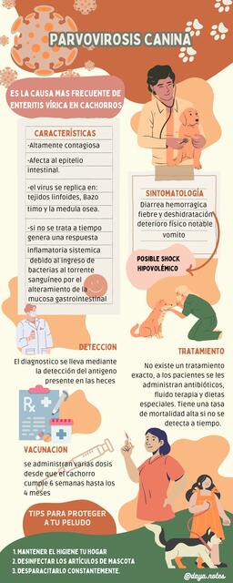 Parvovirosis canina | Daryareth Caceres | uDocz
