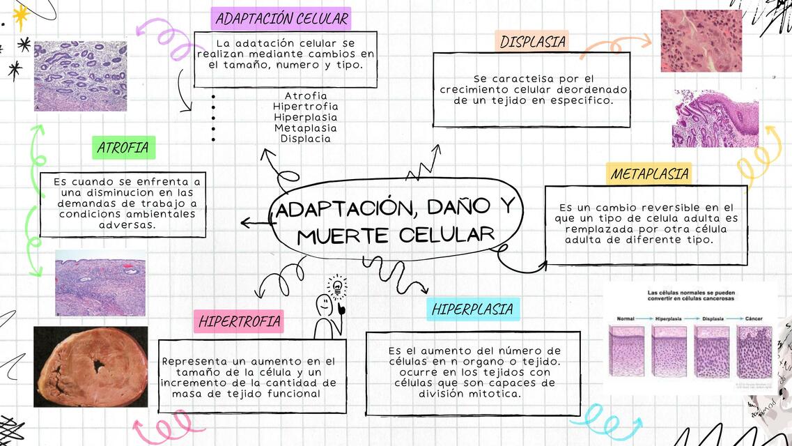 Adaptación y muerte celular | Magdiely Martinez Alvarado | uDocz