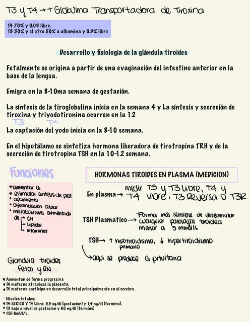 Desarrollo y Fisiología de la Glándula Tiroides | Dulce María Recinos ...