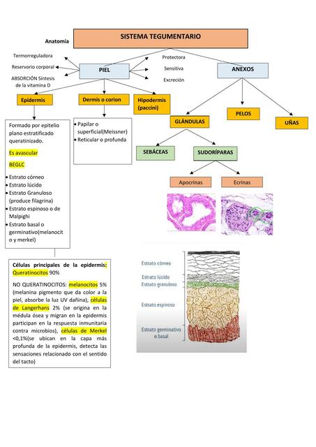 Sistema Tegumentario | EVA CAROLINA RAMON CHAFLOQUE | uDocz