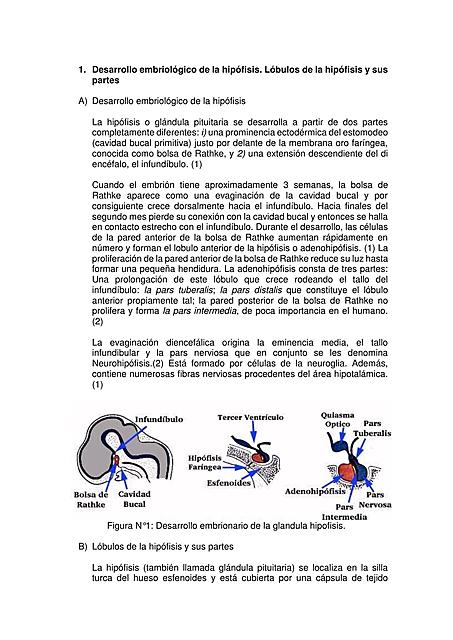 Desarrollo embriológico de la hipófisis | Franco Isla | uDocz
