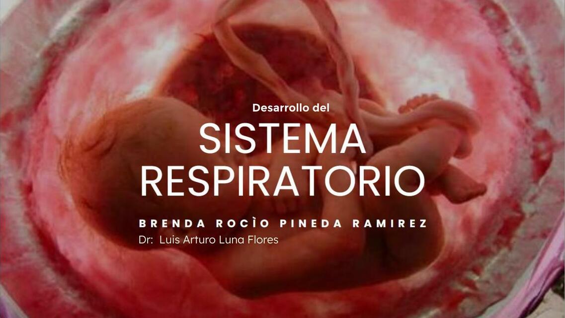 Sistema Respiratorio | Brenda Pineda | uDocz