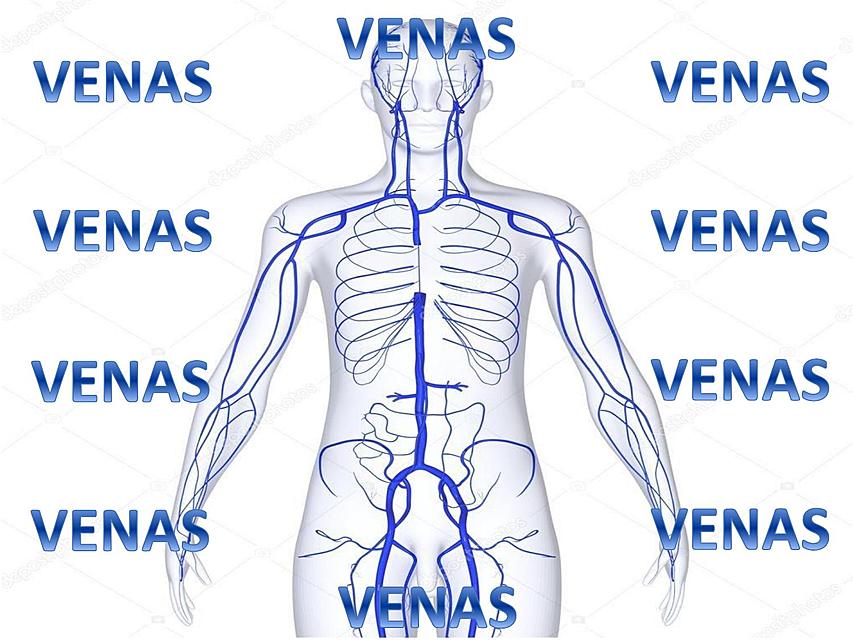 VENAS DE MANERA GENERAL - histología | Franco Isla | uDocz