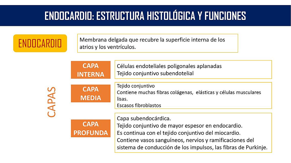 ENDOCARDIO - histología | Franco Isla | uDocz