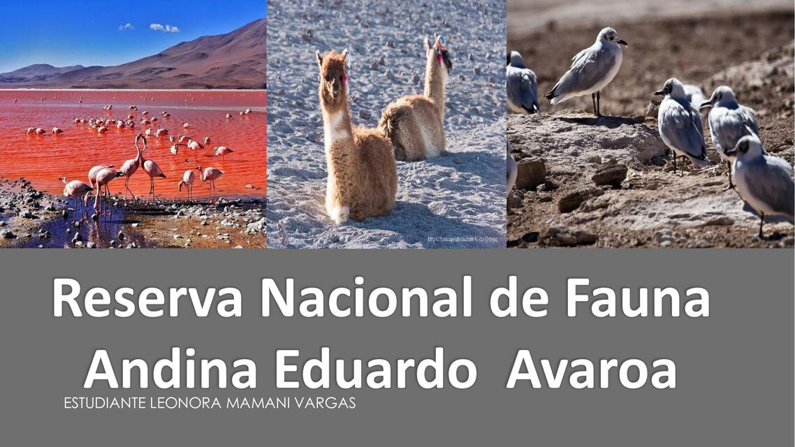 Reserva Nacional de Fauna Andina | Leonora Mamani Vargas | uDocz