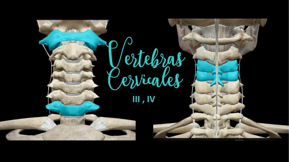 Vertebras cervicales III, IV | Leonora Mamani Vargas | uDocz