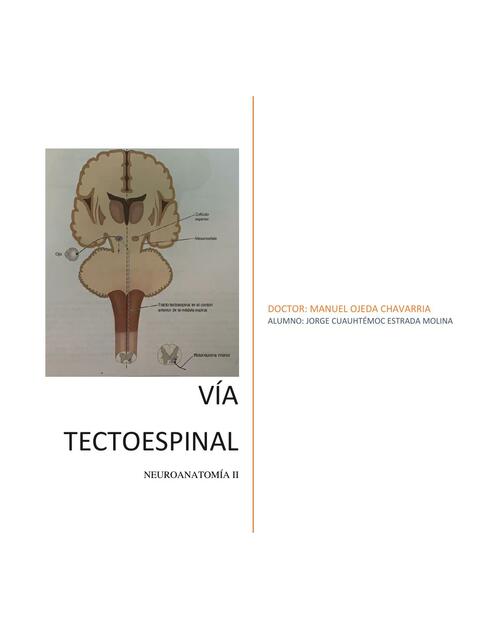 Vía tectoespinal | Jorge Cuauhtémoc Estrada Molina | uDocz