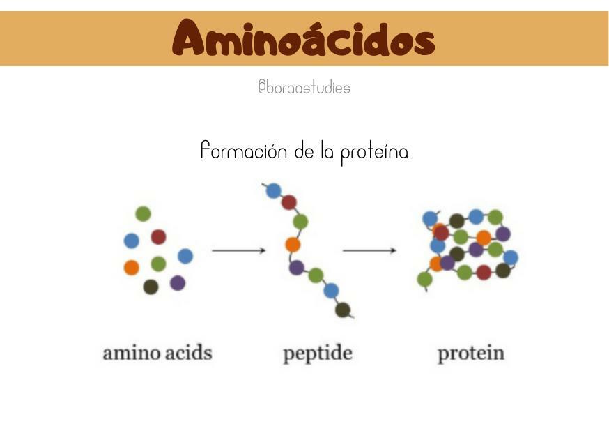 Aminoácidos | boraastudies | uDocz