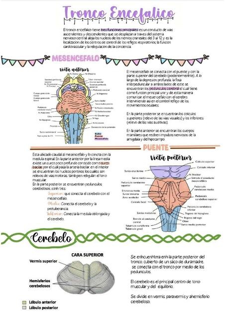 Tronco encefálicos | Zulay Sánchez | uDocz