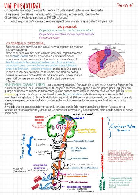 Vía Piramidal | Galia Veizaga | uDocz