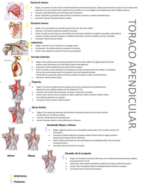 Músculos toraco apendicular | Macarena Silva | uDocz