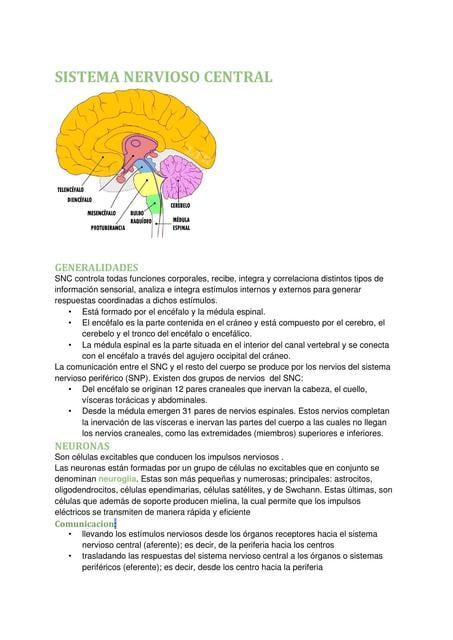 Sistema nervioso central | Martina Angela Barahona | uDocz