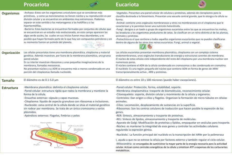 Procariota y eucariota | Jorge Cuauhtémoc Estrada Molina | uDocz