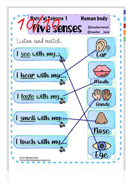 Ejercicio de Human body - Five senses | Paula | uDocz