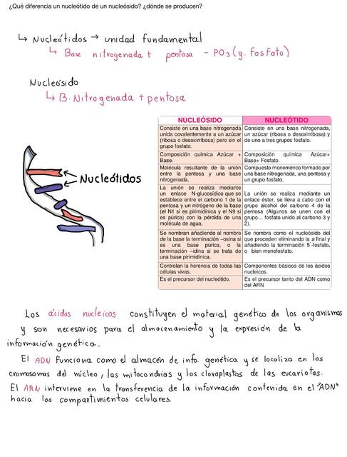Nucleótido y nucleótidos | Ma Wi | uDocz