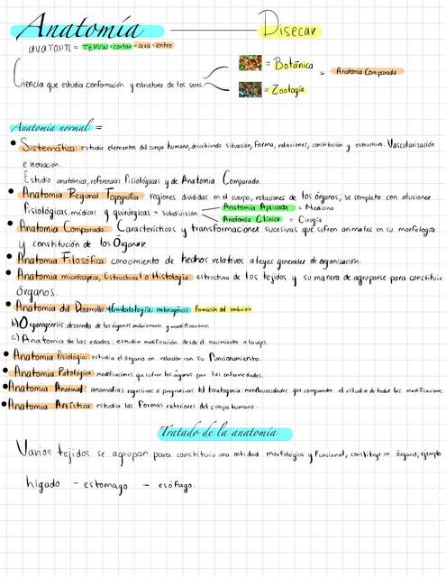 Anatomía | Alexa Ramírez | uDocz