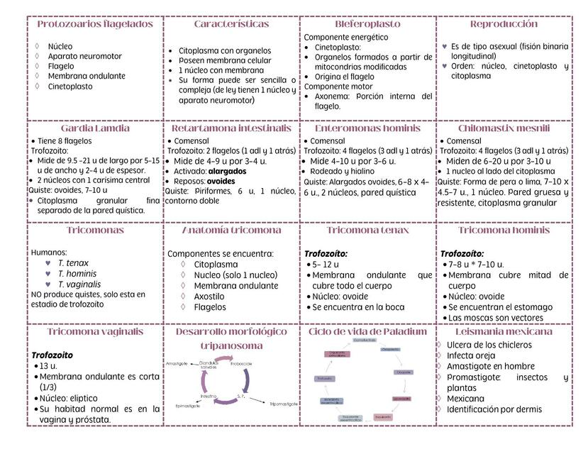 Protozoarios Flagelados Flashcard | Ranita Cientifica | uDocz