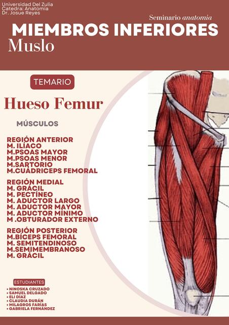 Miembros Inferiores | Ninoska Cruzado | uDocz