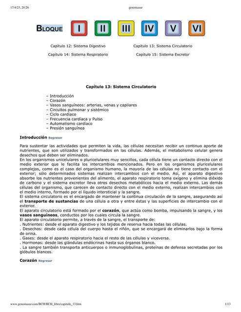 Flashcards de Sistema circulatorio | Por Martina Constanza Barreto Urrutia | uDocz