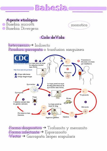 Babesia | Edith Duarte | uDocz