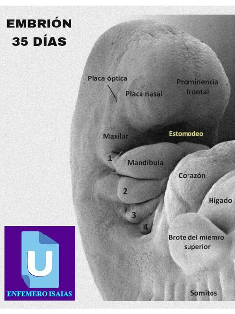 Embrión y Sus Partes | Enfermero Isaias Rivas | uDocz