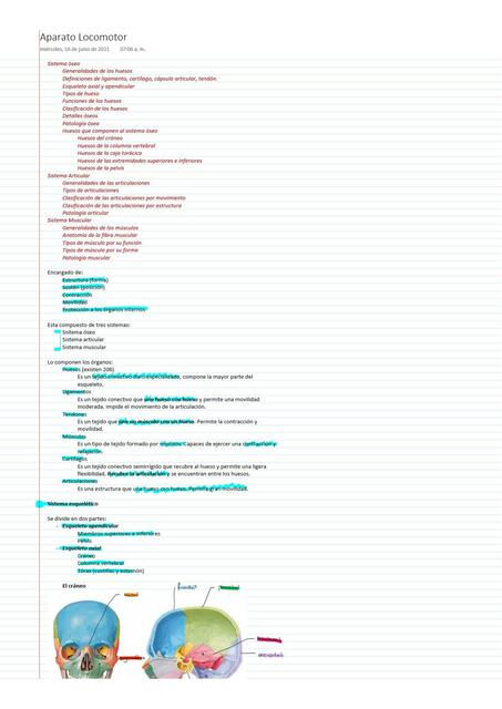 Aparato Locomotor (Anatomía) | Mauricio Ocaña | uDocz