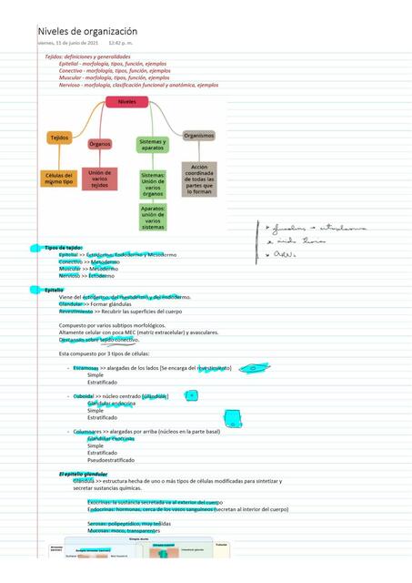 Niveles de Organización Celular | Mauricio Ocaña | uDocz