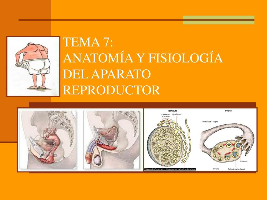 Tema 7: Anatomía y fisiología del aparato reproductor | Miguel | uDocz