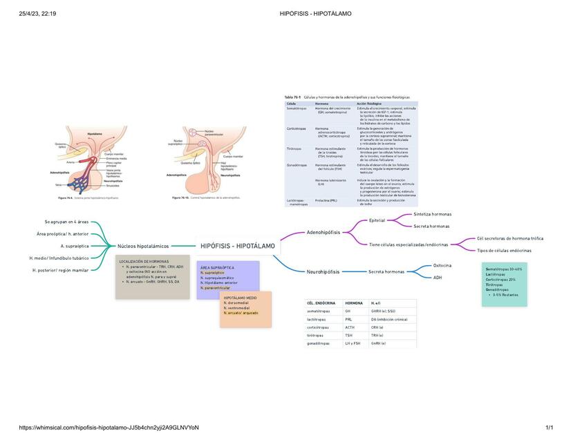 Endocrino | Vania Aparicio | uDocz