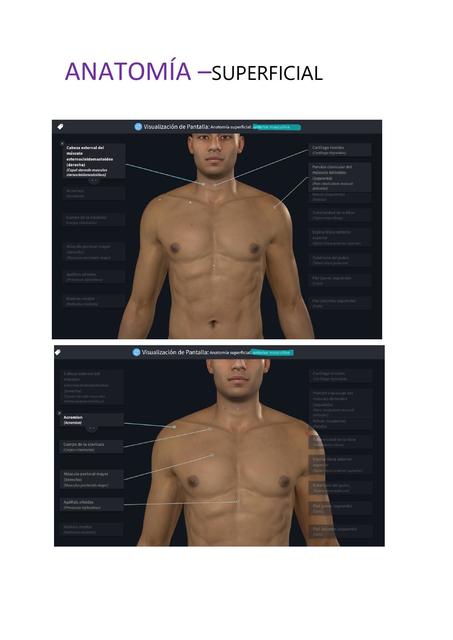 Anatomía Superficial del Cuerpo Humano | Monse Bogado | uDocz