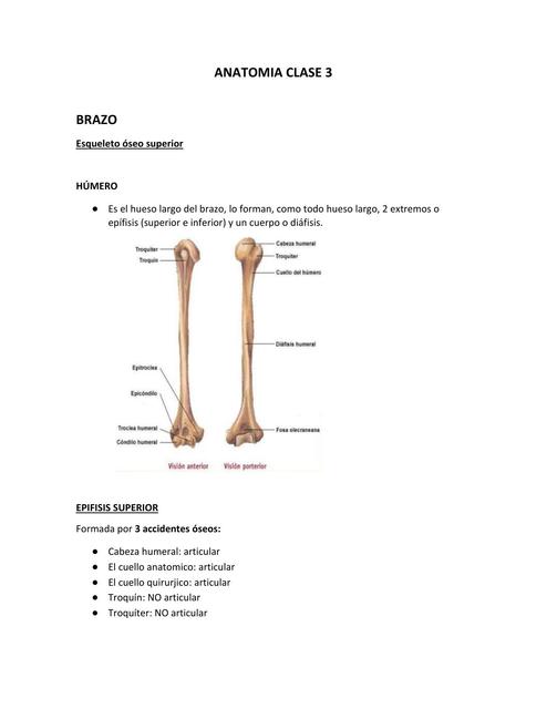 Anatomía clase 3 | Jon Snow | uDocz