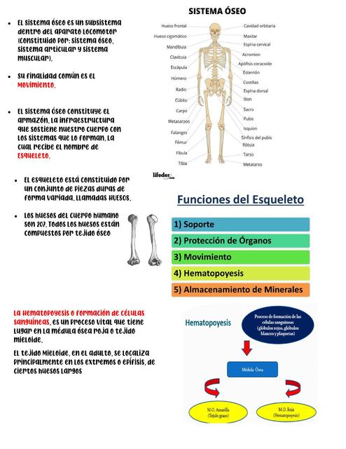 Resumen anatomía | Constanza Mendoza | uDocz