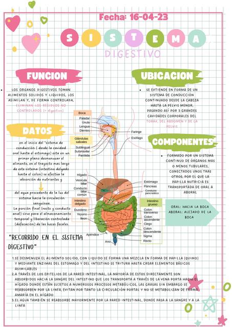 Sistema Digestivo | N0se Nose | uDocz
