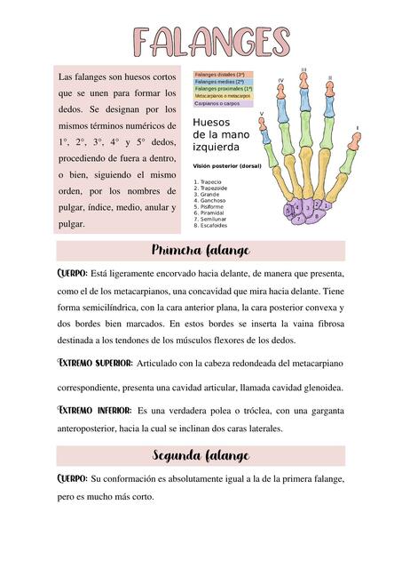 Falanges - Anatomía | Genessis Lissete Bravo Argandoña | uDocz