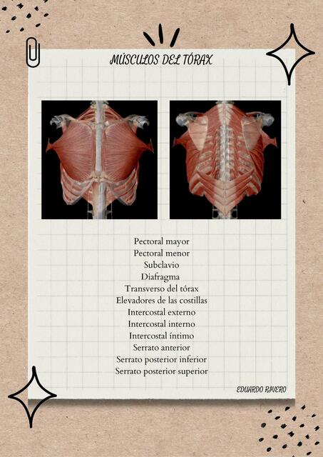 Músculos del Tórax | Eduardo Rivero | uDocz