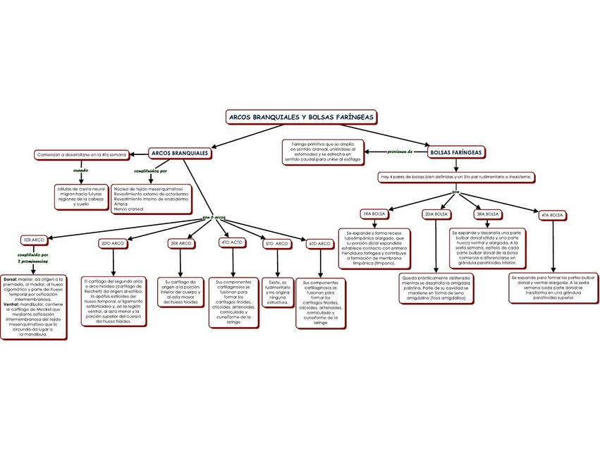 Arcos Branquiales y Bolsas Faríngeas | Alan Mendoza | uDocz