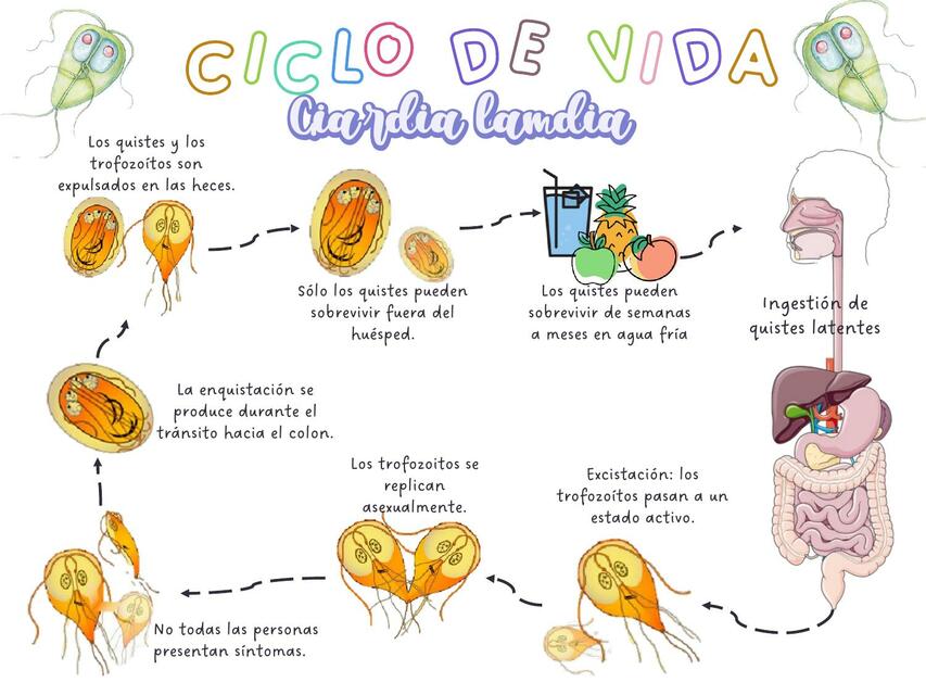 Gardia Lamdia Ciclo de vida | Ranita Cientifica | uDocz