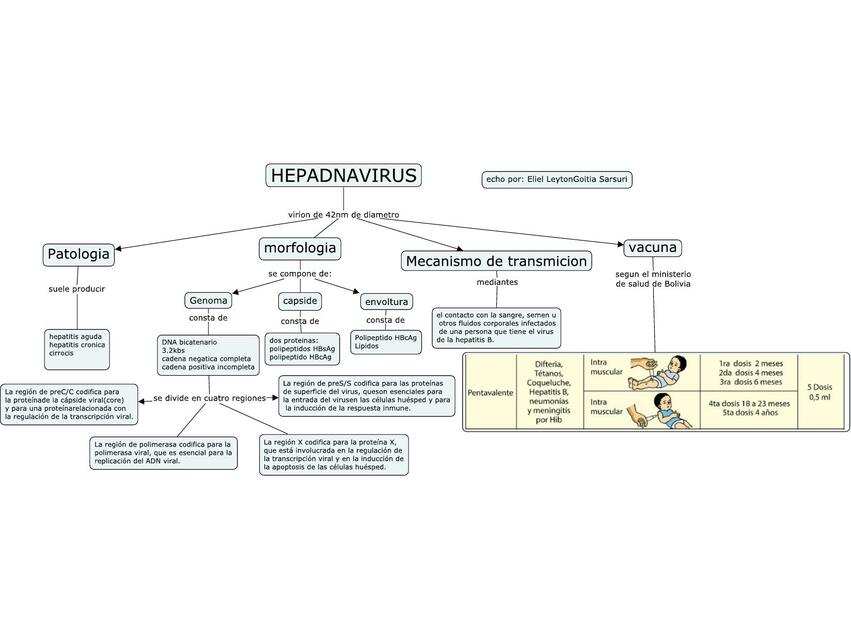 Hepadnavirus | Kelly flores | uDocz