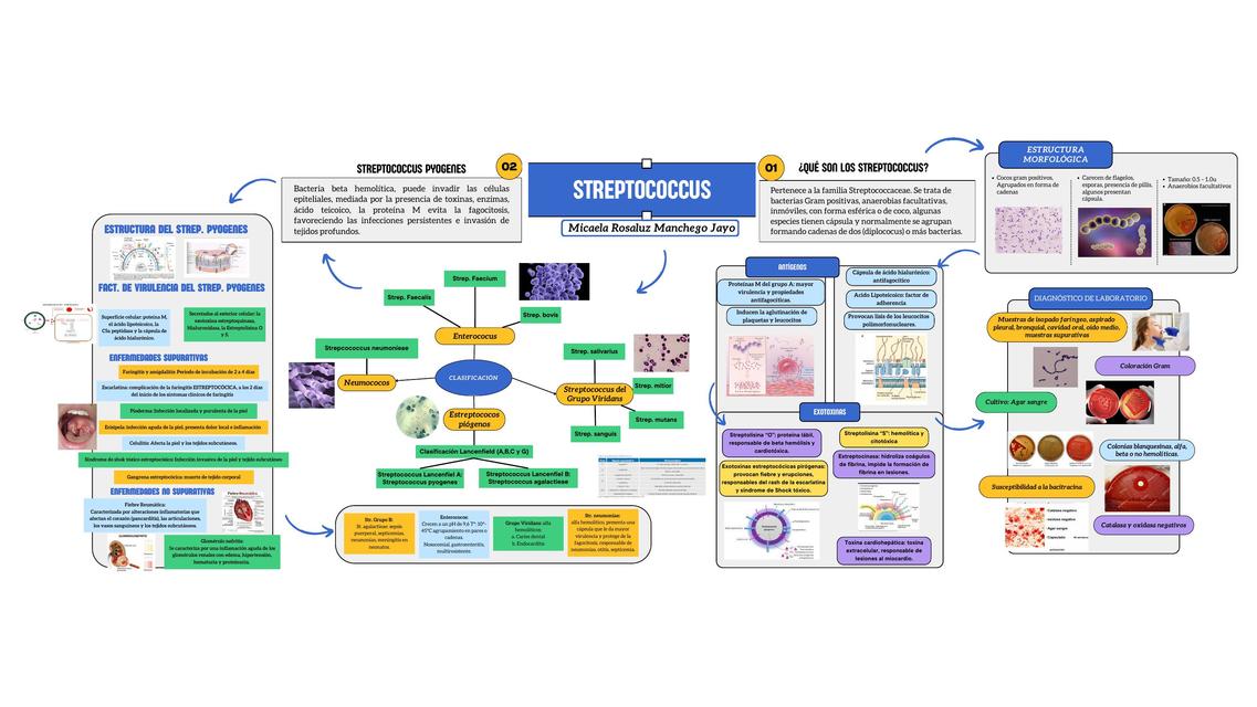 Streptococcus | MICAELA ROSALUZ MANCHEGO JAYO | uDocz