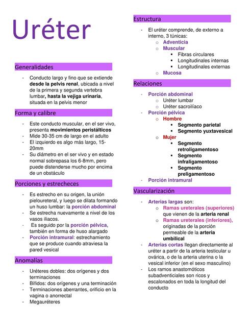 Uréter | Karen Silva | uDocz