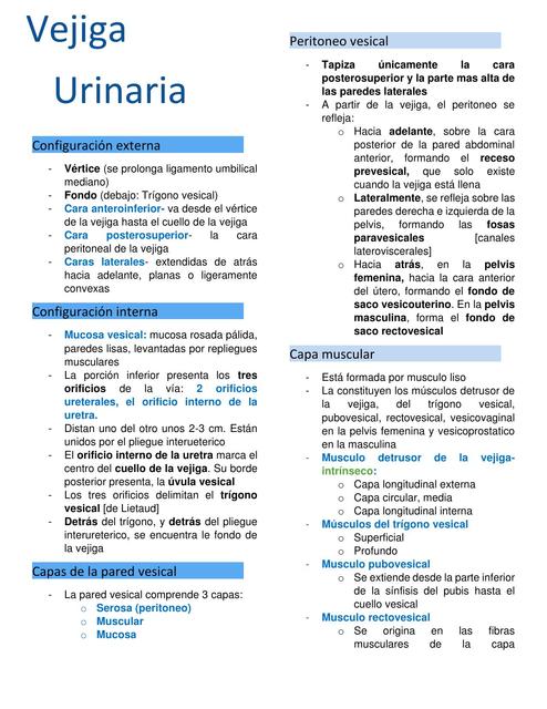 Vejiga Urinaria | Karen Silva | uDocz