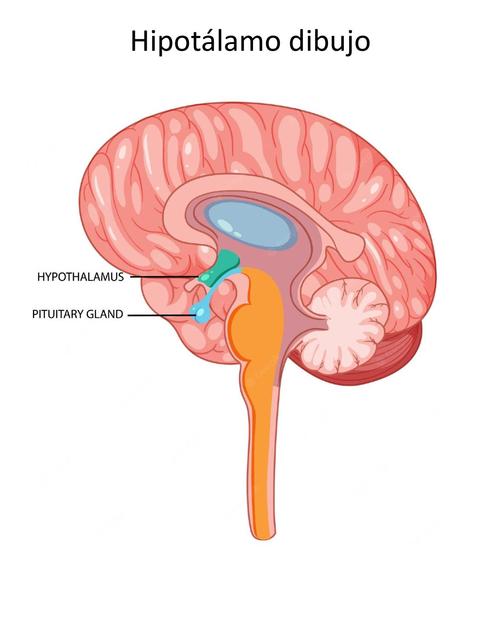 Hipotálamo dibujo | apuntesmedicos1 | uDocz