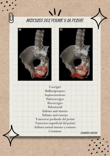 Músculos del periné y de la pelvis | Eduardo Rivero | uDocz