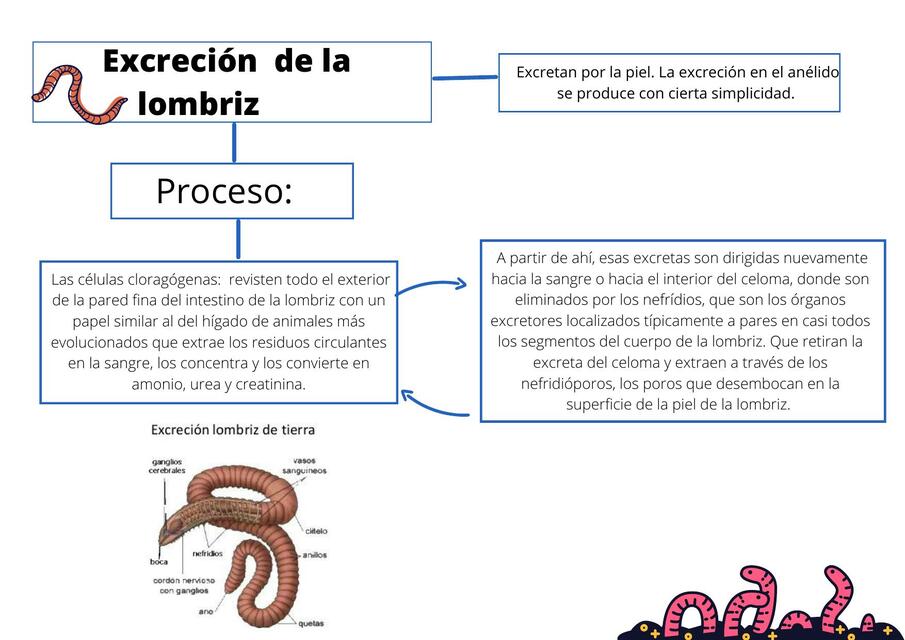 Excreción de la lombriz | SMPD | uDocz
