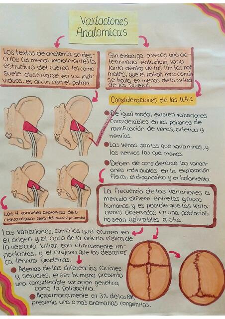 Variaciones anatómicas (Mapa conceptual) | Liz Parra | uDocz