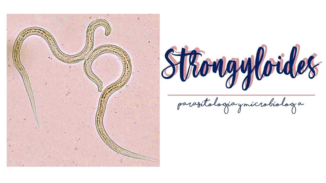 Strongyloides stercoralis | Camila Quiroga Rodriguez | uDocz