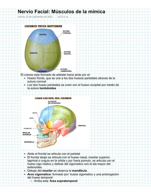 Nervio Facial: Músculos de la Mímica | ERIKA DANIELA MUÑOZ MARTINEZ | uDocz