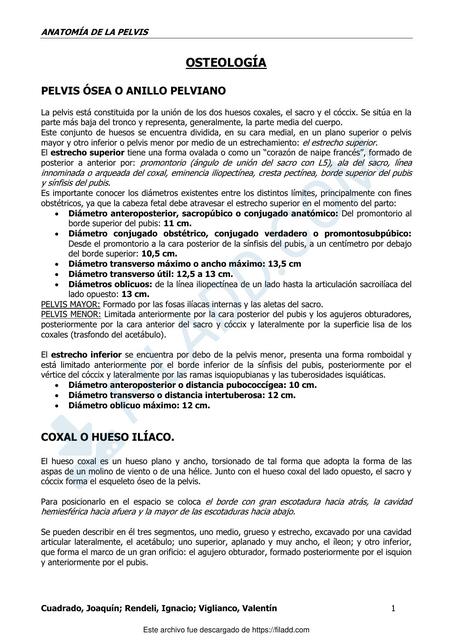Anatomía De La Pelvis Snow Bibble Udocz