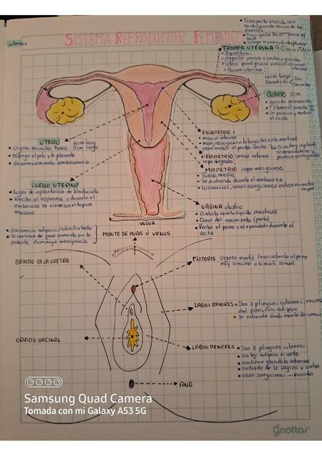 Sistema reproductor femenino | Damara 🌷 | uDocz